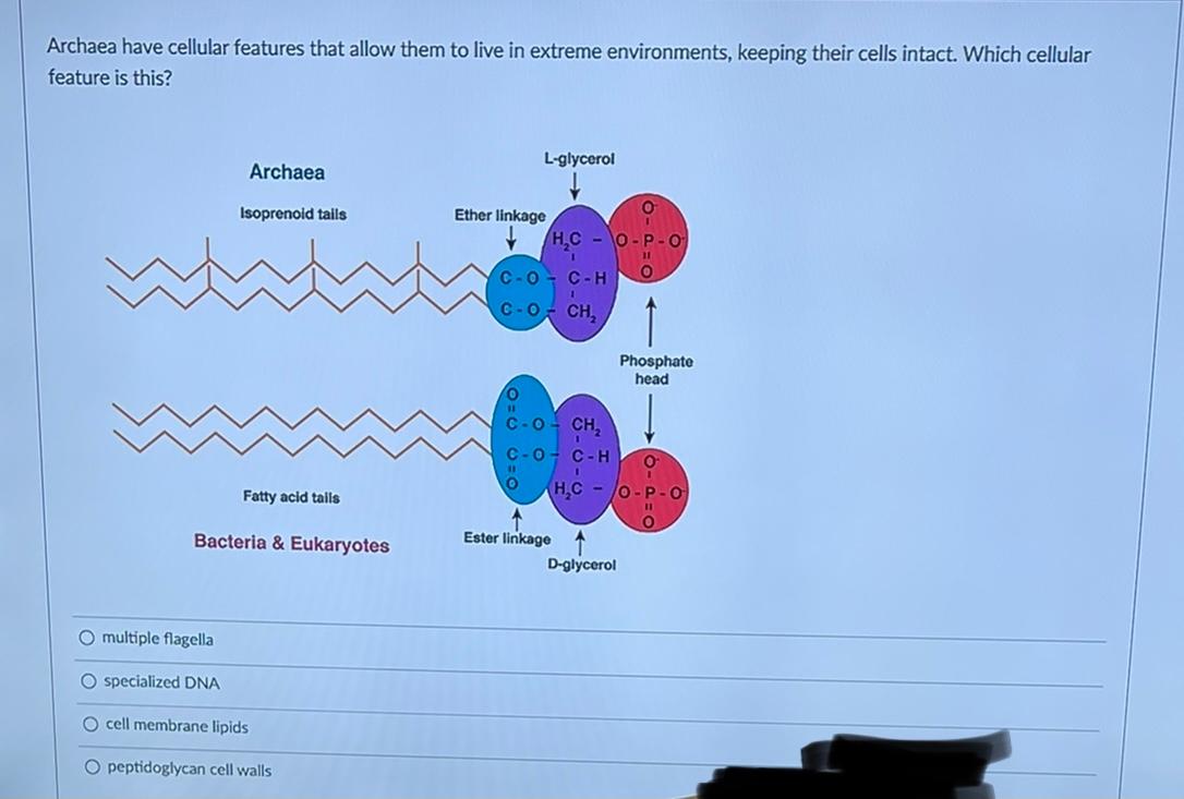 Solved Archaea have cellular features that allow them to | Chegg.com