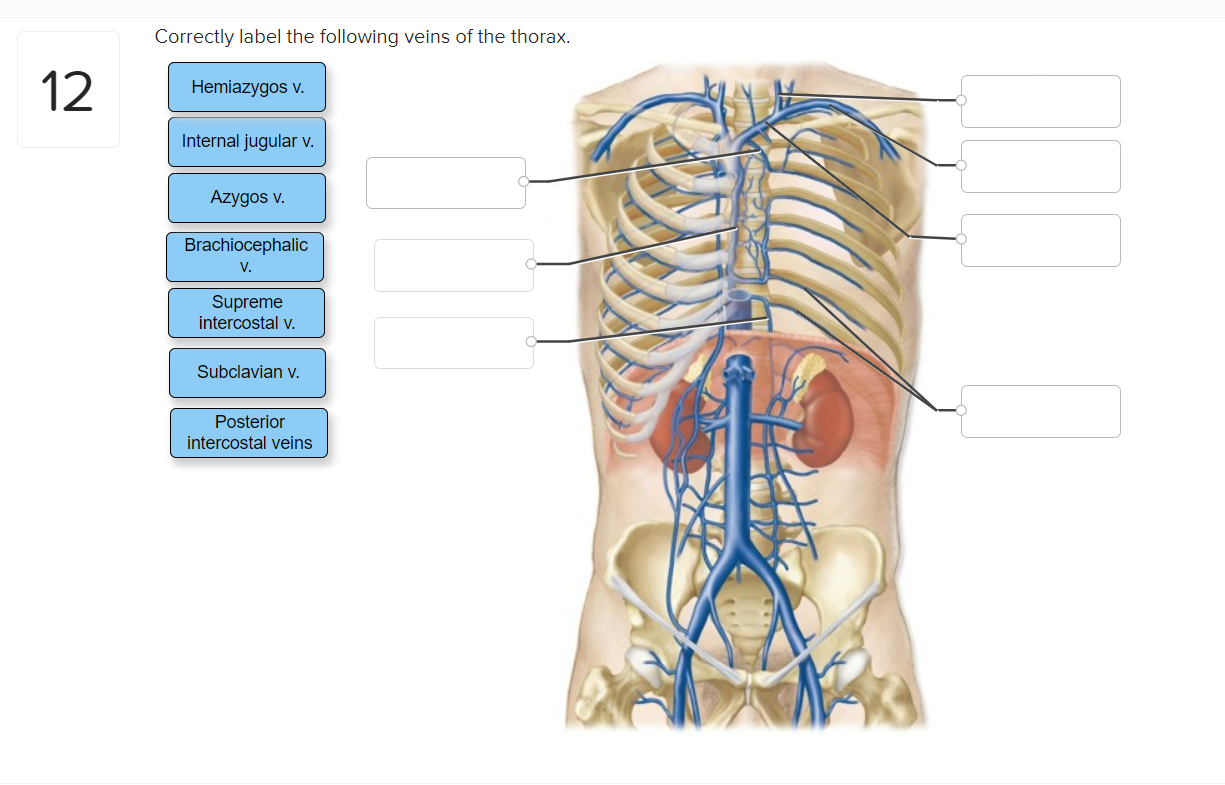 Solved Correctly label the following veins of the thorax. 12 | Chegg.com