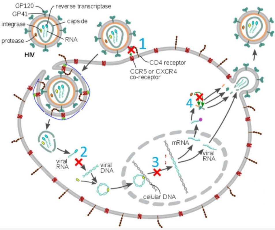 Solved A patient who has been receiving antiretroviral | Chegg.com