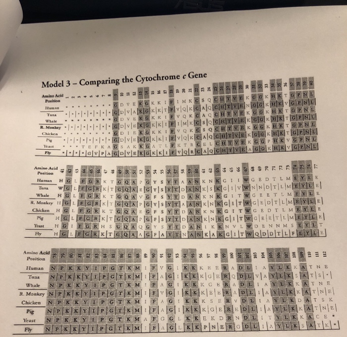 Solved Model 3 -Comparing the Cytochrome c Gene Amino Acid- | Chegg.com