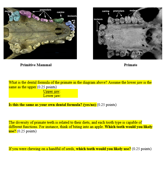Solved premolars molars canine premolars molars canine | Chegg.com