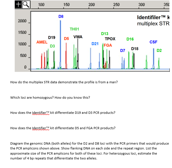 + 100 150 200 250 300 350 D8 2000 Identifiler ™K | Chegg.com