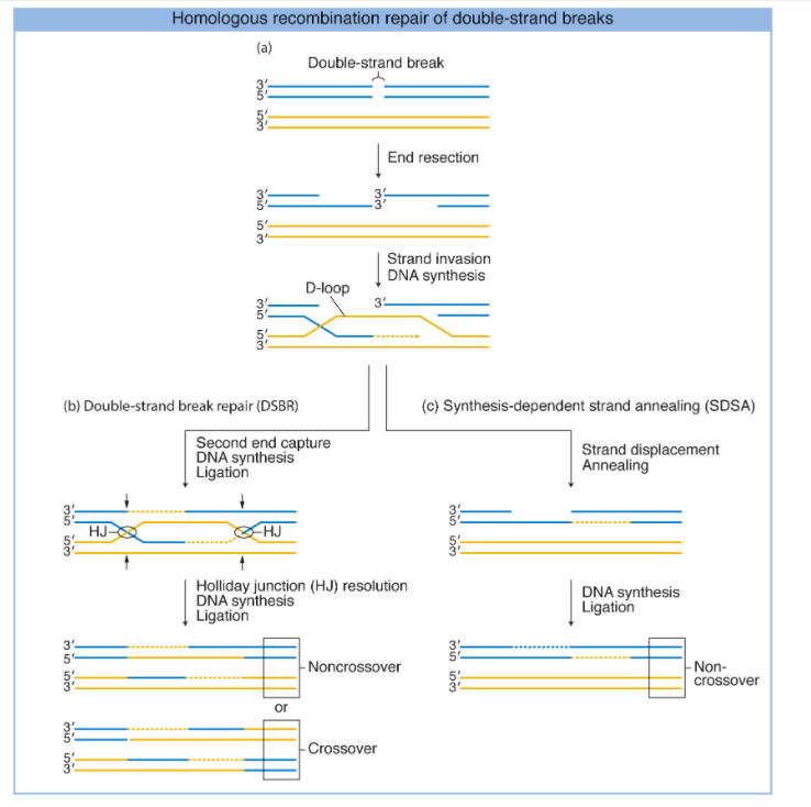 Solved Homologous recombination repair of double-strand | Chegg.com