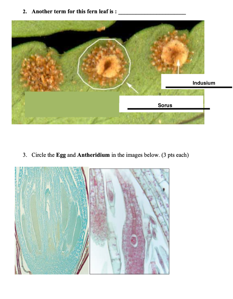 2. Another term for this fern leaf is : Indusium | Chegg.com