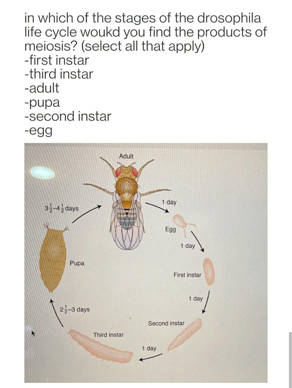 Solved in which of the stages of the drosophila life cycle | Chegg.com