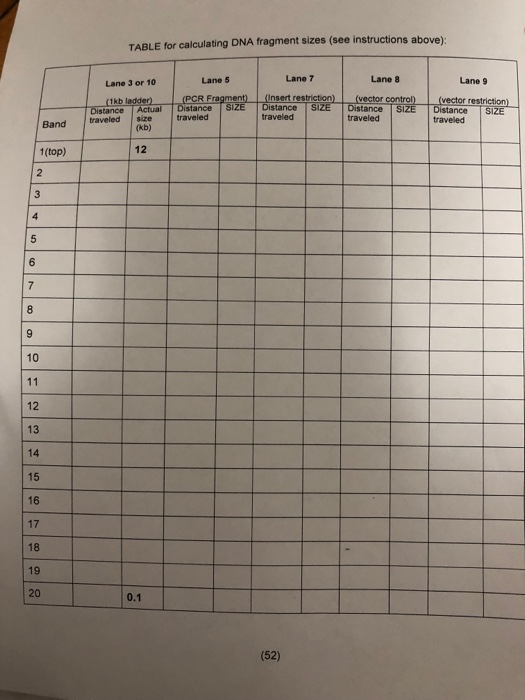 TABLE for calculating DNA fragment sizes (see | Chegg.com