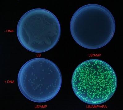 Solved In this lab, we will be using a plasmid called pGLO. | Chegg.com