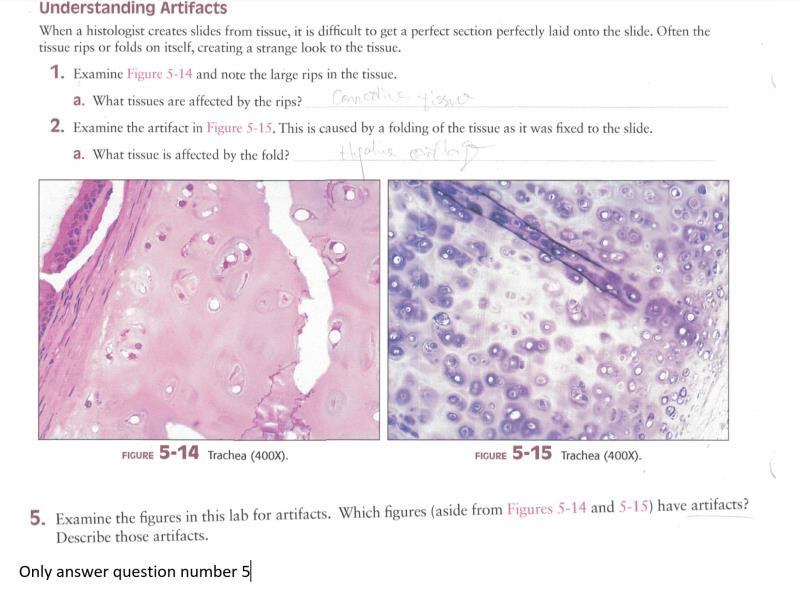 Solved Understanding Artifacts When a histologist creates | Chegg.com
