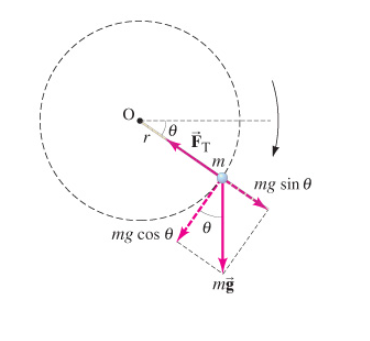 Solved A ball of mass m = 1.3 kg at the end of a thin cord | Chegg.com