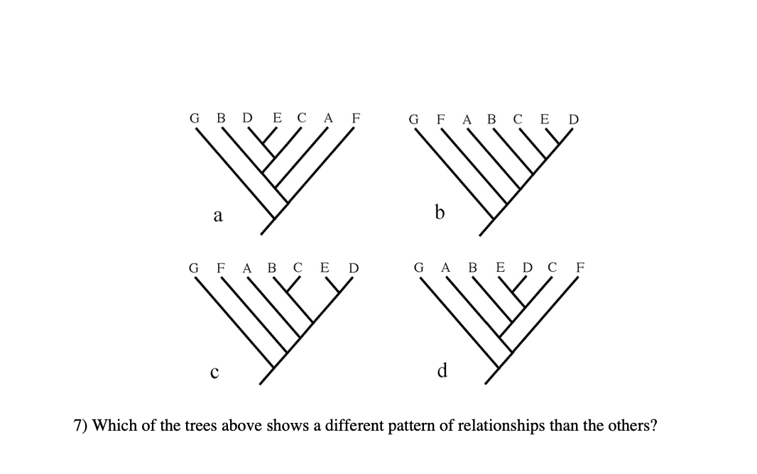 Solved 7) Which of the trees above shows a different pattern | Chegg.com