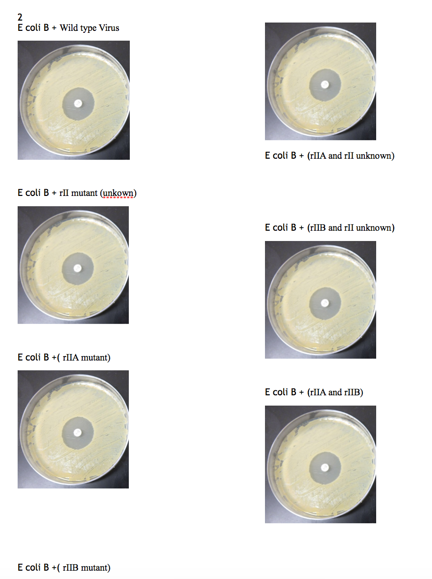 Solved LAB 2 (ANSWER QUESTIONS ON PAGE 4) PLEASE ANALYZE THE | Chegg.com
