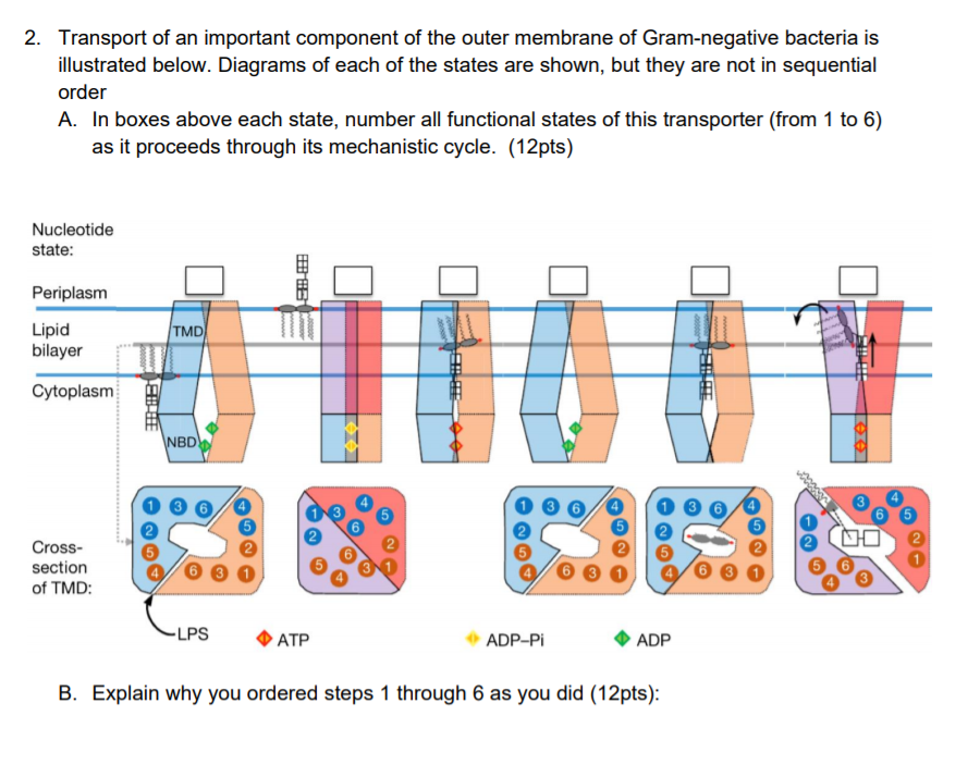 Solved 2. Transport of an important component of the outer | Chegg.com