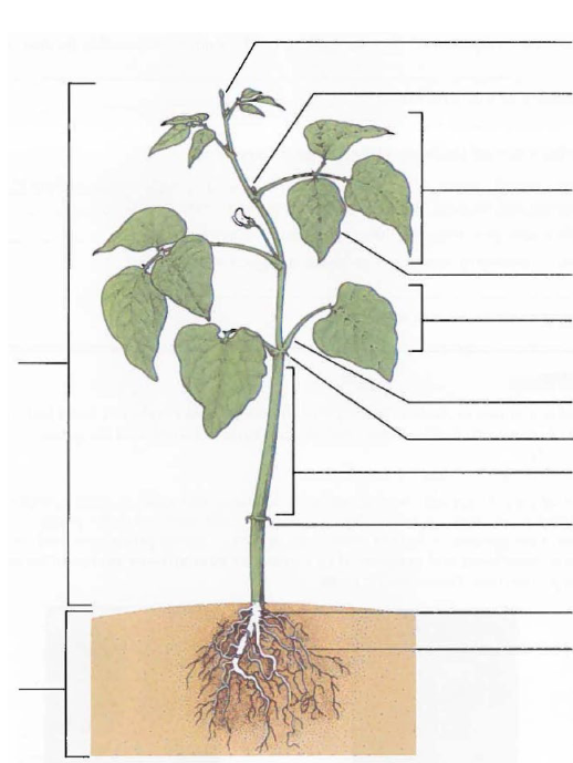 Solved Labels: root system, shoot system, primary | Chegg.com