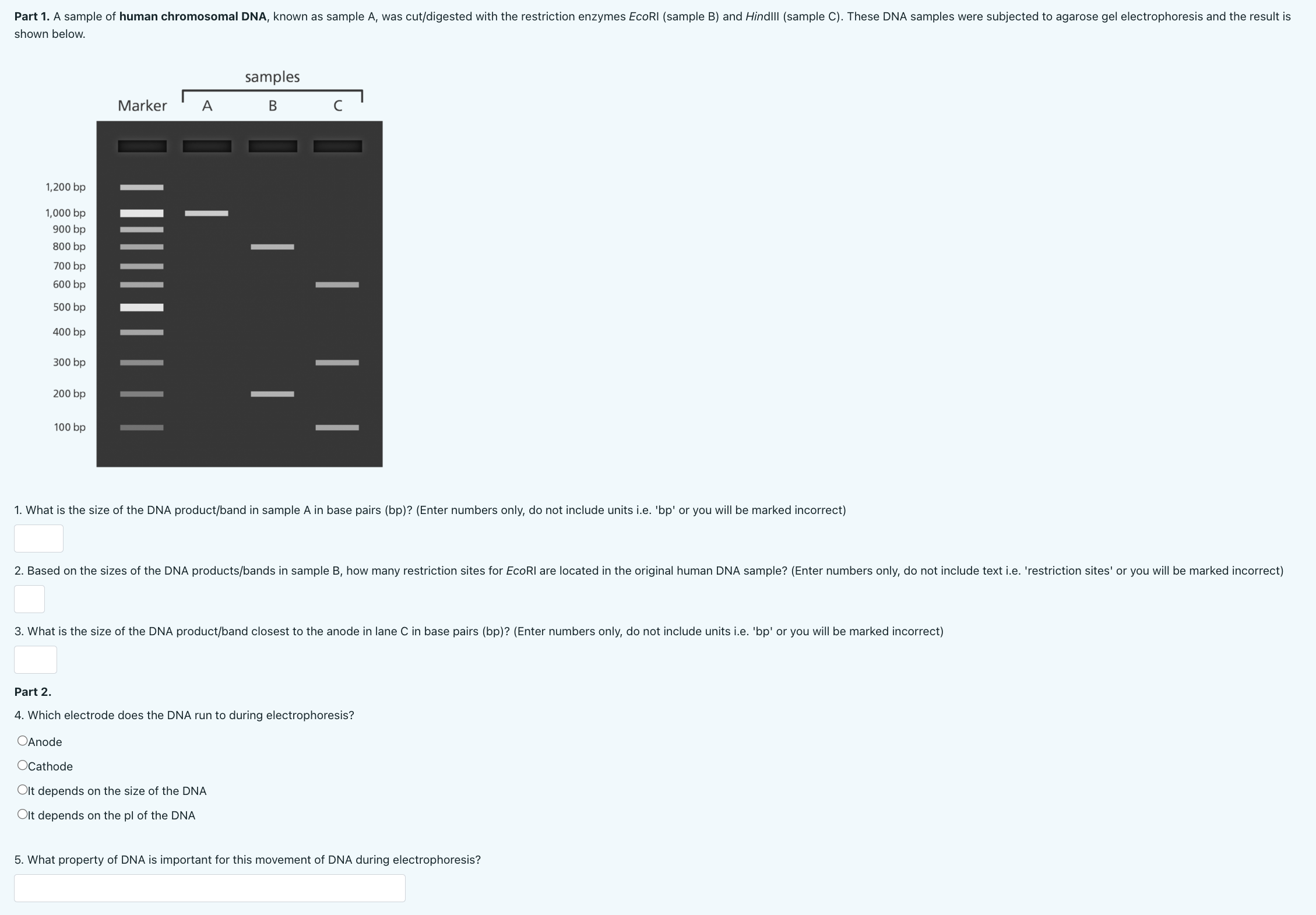 Solved shown below.What is the size of the DNA product/band | Chegg.com