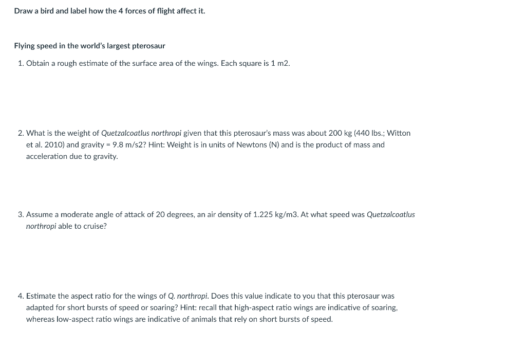 Solved Draw a bird and label how the 4 forces of flight | Chegg.com