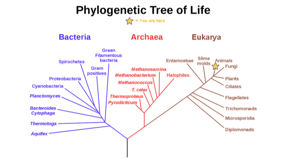 Solved Question 5 (2 points) A common ancestral structure | Chegg.com