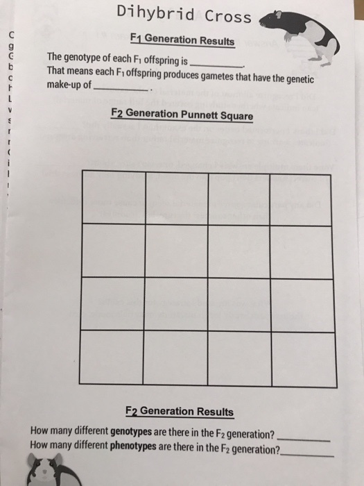 Solved Dihybrid Cross The Complete the Mendelian dihybrid | Chegg.com
