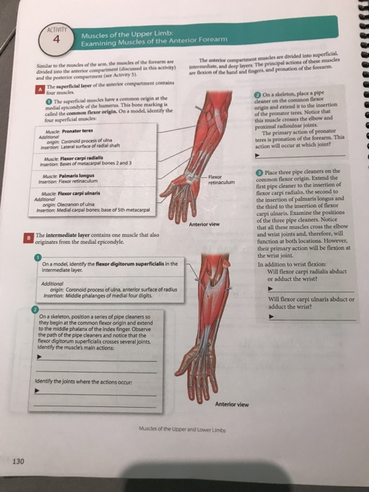 Solved ACTIVITY 4 Muscles of the Upper Limb: Examining | Chegg.com