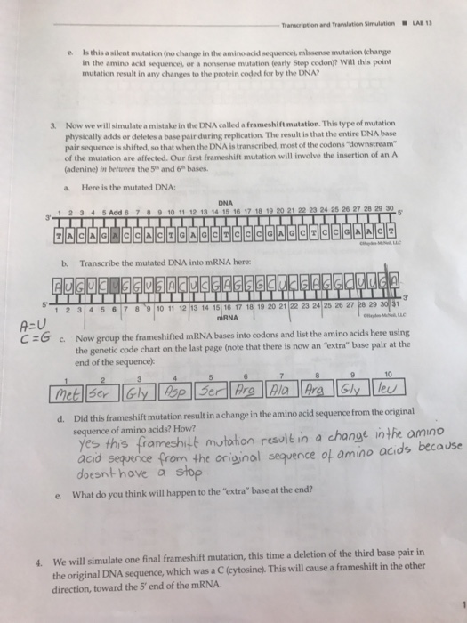 Solved LAB 13 Transcription and Translation Simulation e. | Chegg.com
