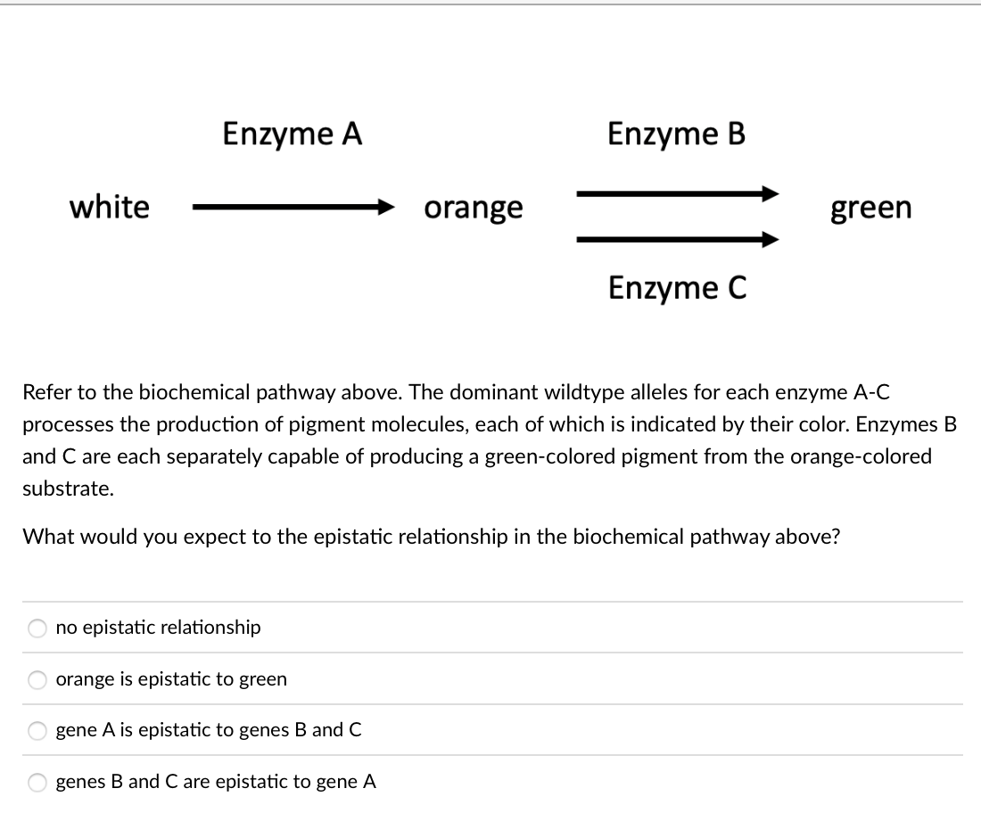 Solved Enzyme A Enzyme B white orange green Enzyme C Refer | Chegg.com