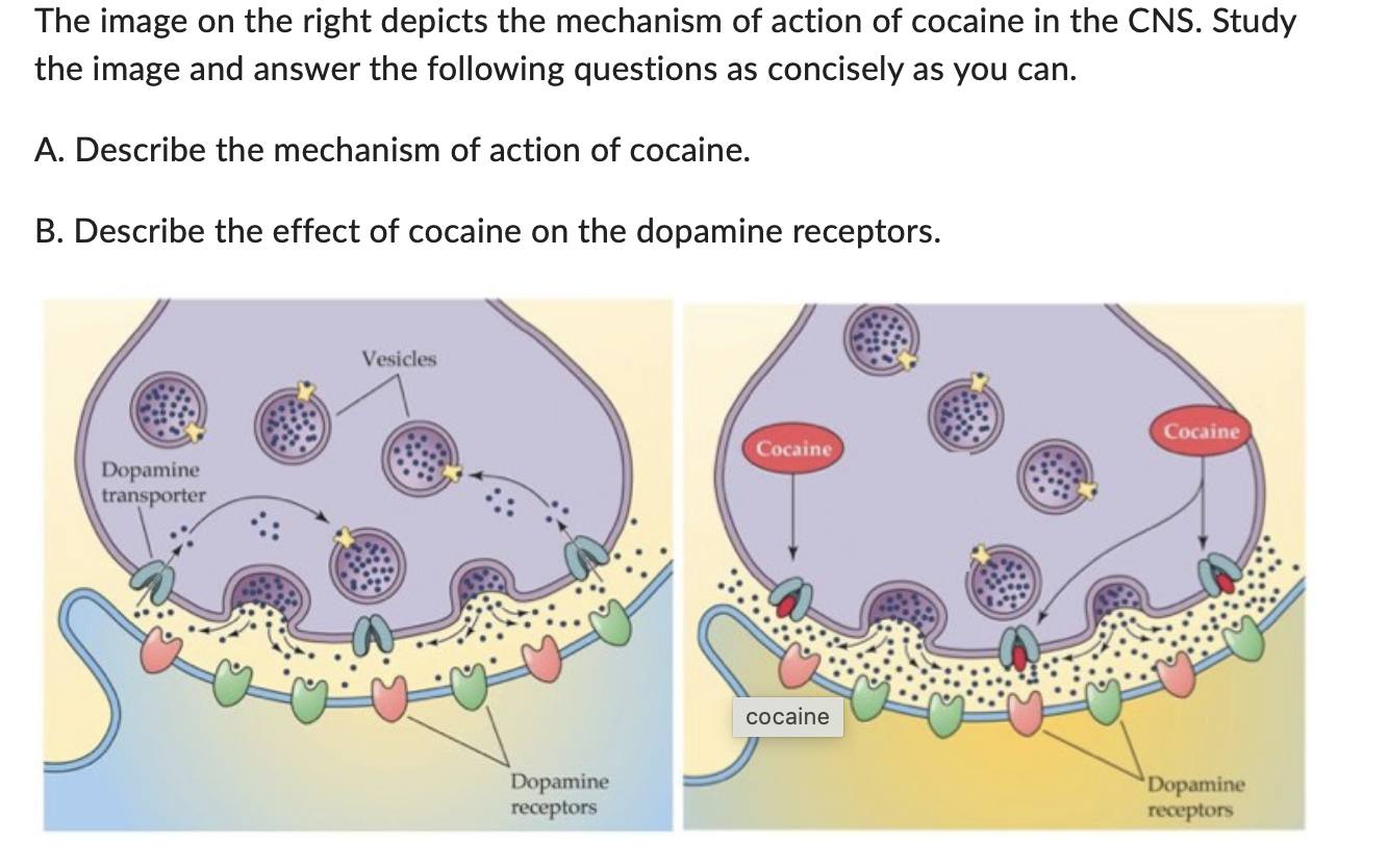 Solved The image on the right depicts the mechanism of | Chegg.com