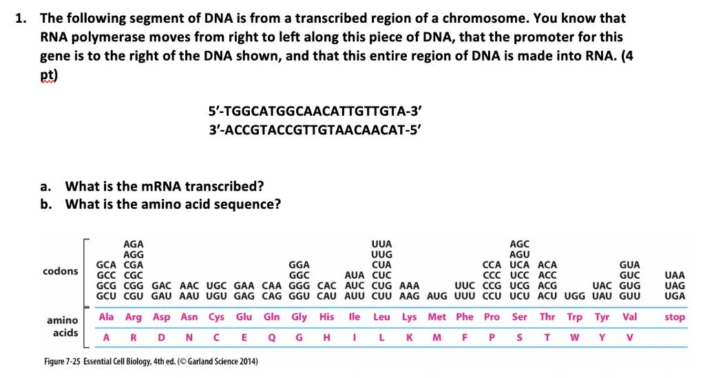 Solved The following segment of DNA is from a transcribed | Chegg.com