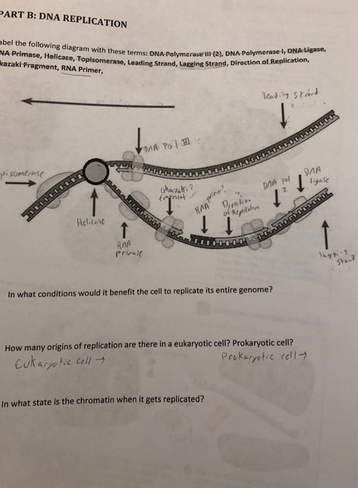 Rna Polymerase Diagram
