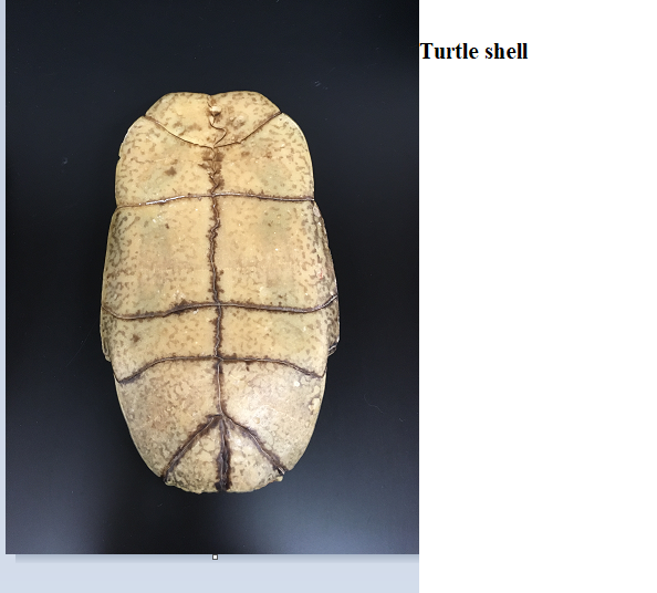 Solved Turtle shell | Chegg.com