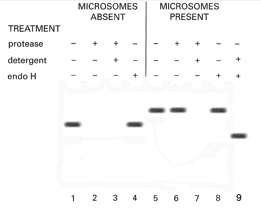 Translation of proteins across rough microsomal | Chegg.com