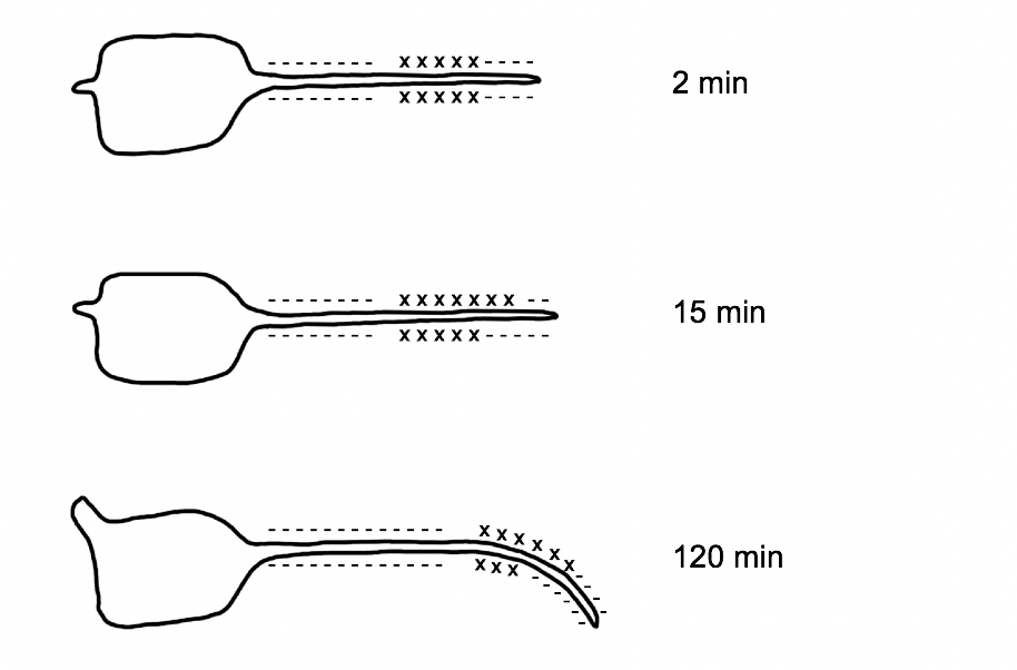 Solved Objective 2: Scrutinising the Acid-Growth Hypothesis | Chegg.com