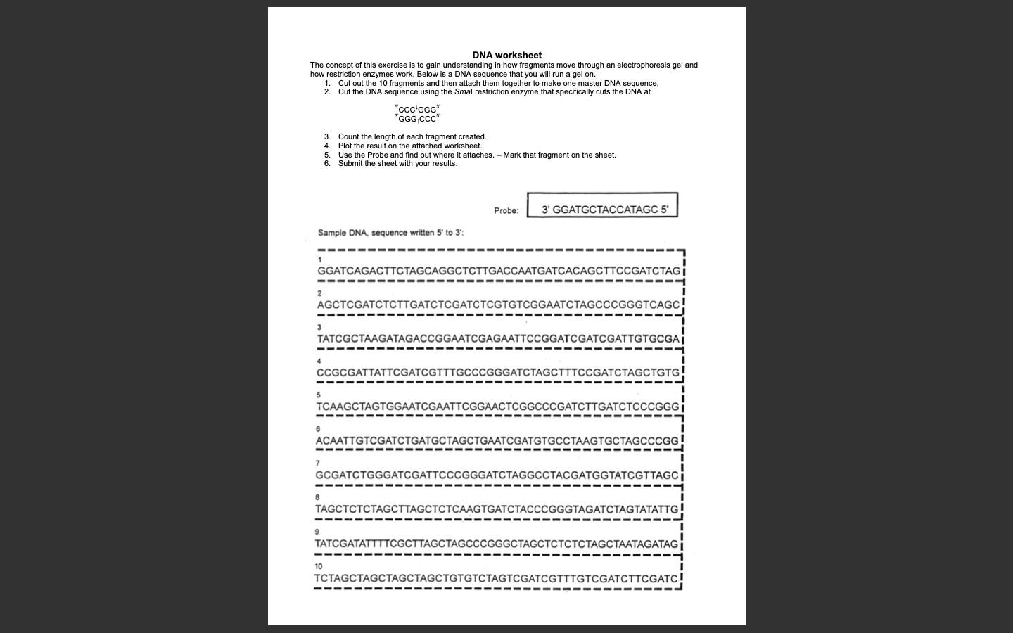 Gel Electrophoresis Worksheet Answer