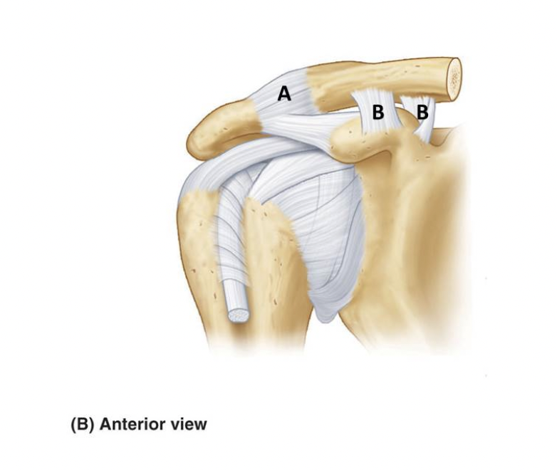 Solved Name the following ligaments of the pectoral girdle | Chegg.com