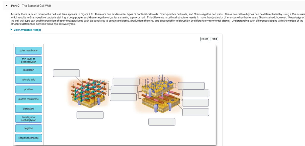 Solved Part C- The Bacterial Cell Wall Actually, there is | Chegg.com