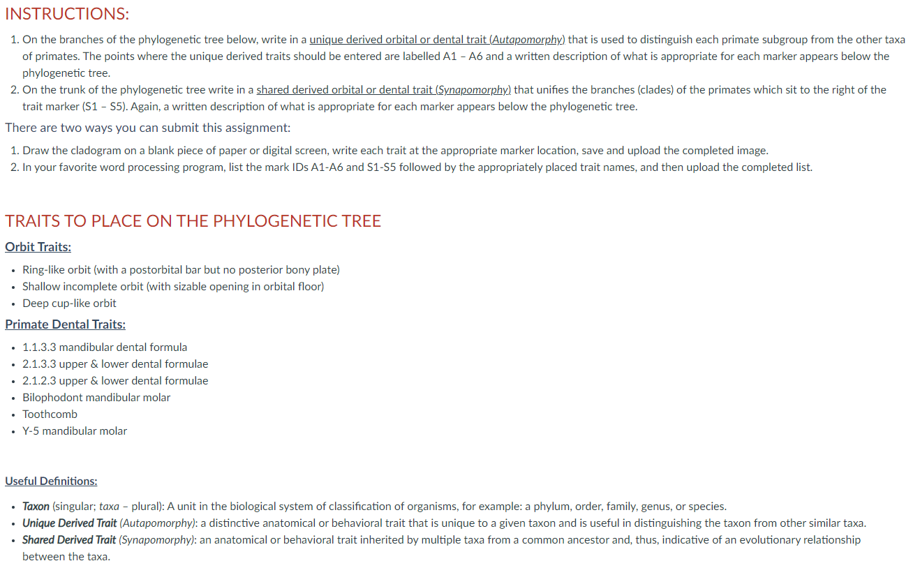 INSTRUCTIONS: 1. On the branches of the phylogenetic | Chegg.com