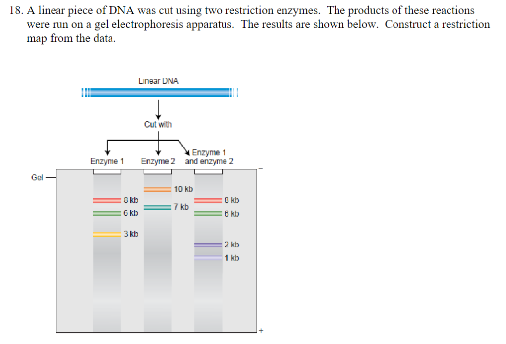 Solved 18. A linear piece of DNA was cut using two | Chegg.com