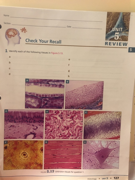 Solved Name Date NIT Check Your Recall REVIEW 1 Identify | Chegg.com