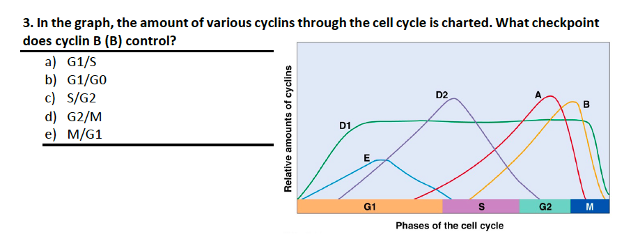 Solved 3. In the graph, the amount of various cyclins | Chegg.com