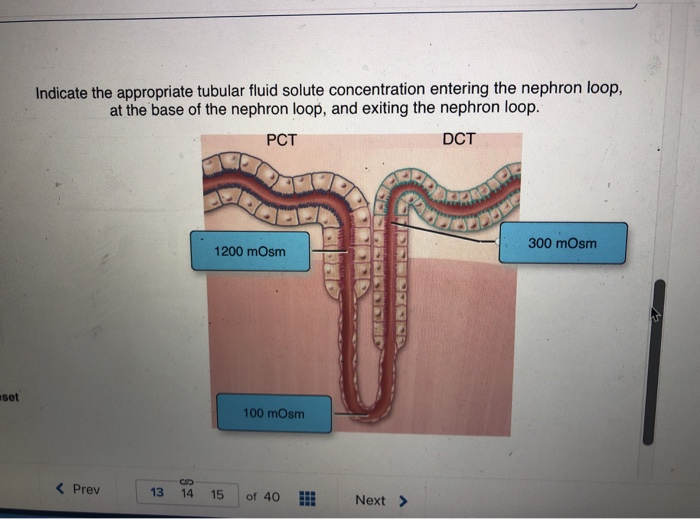 Solved Indicate the appropriate tubular fluid solute | Chegg.com