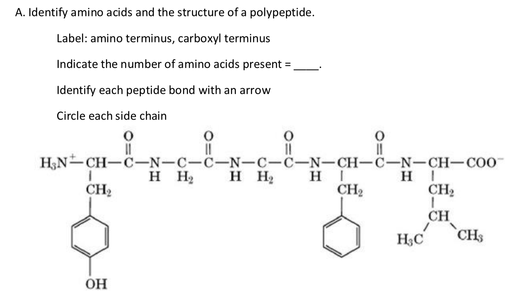 Solved A. Identify amino acids and the structure of a | Chegg.com