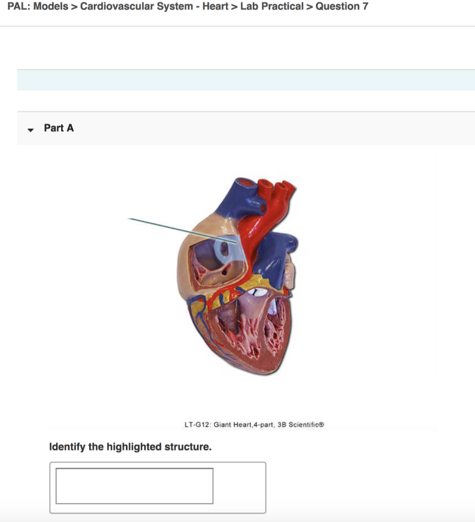 Solved PAL: Models > Cardiovascular System - Heart > Lab | Chegg.com