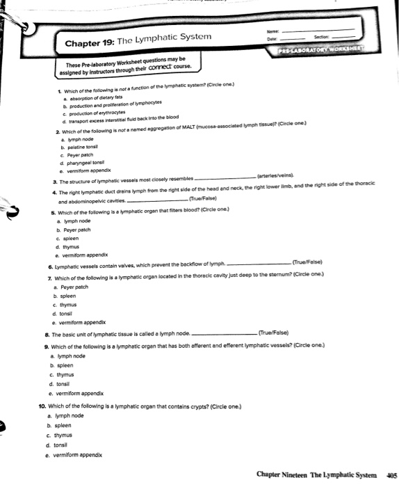 Lymphatic System Lab Worksheet Answers - Math Worksheets For Middle ...