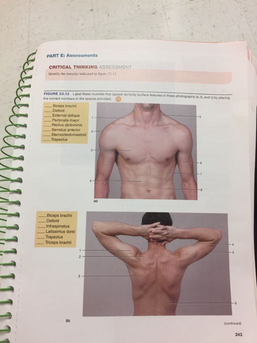 Solved Label the muscles that appear as body surface | Chegg.com