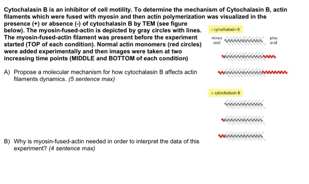 Solved Cytochalasin B is an inhibitor of cell motility. To | Chegg.com