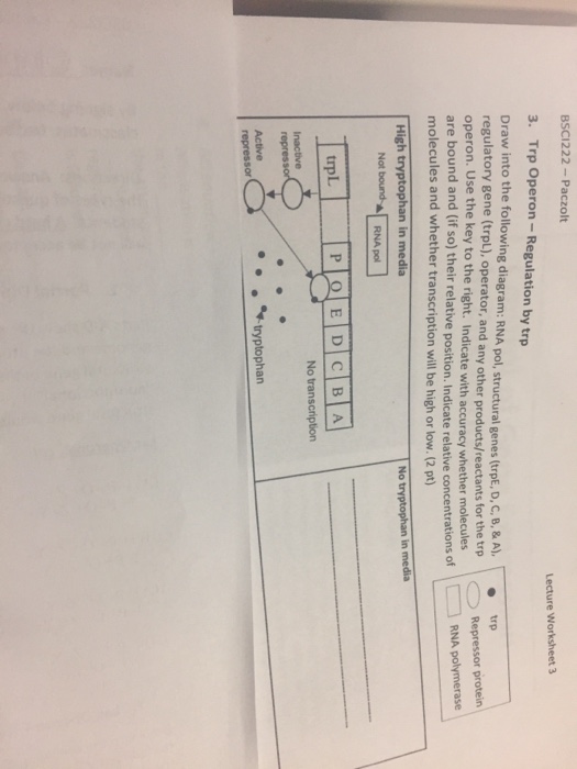 Solved B5CI222-Paczolt Lecture Worksheet 3 3. Trp Operon | Chegg.com