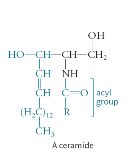 Solved In the book you are told "Very long chain acyl | Chegg.com