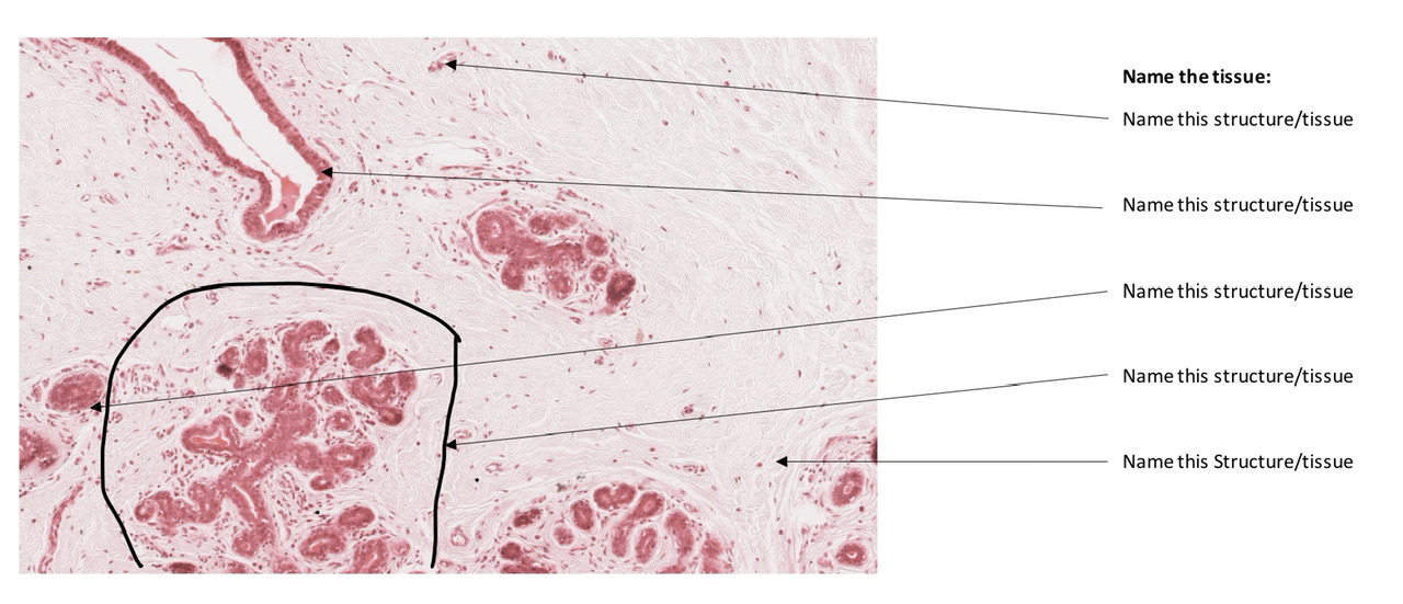 Name the tissue: Name this structure/tissue Name this | Chegg.com