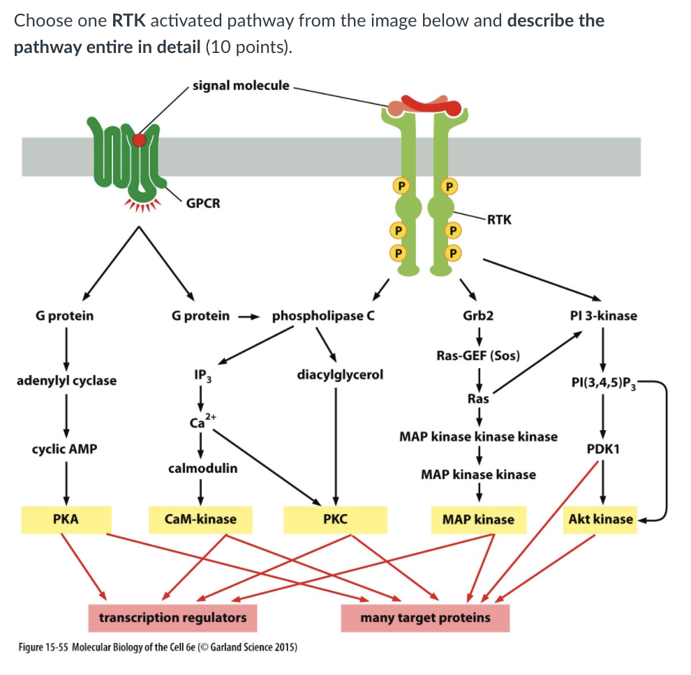 Solved Choose one RTK activated pathway from the image below | Chegg.com