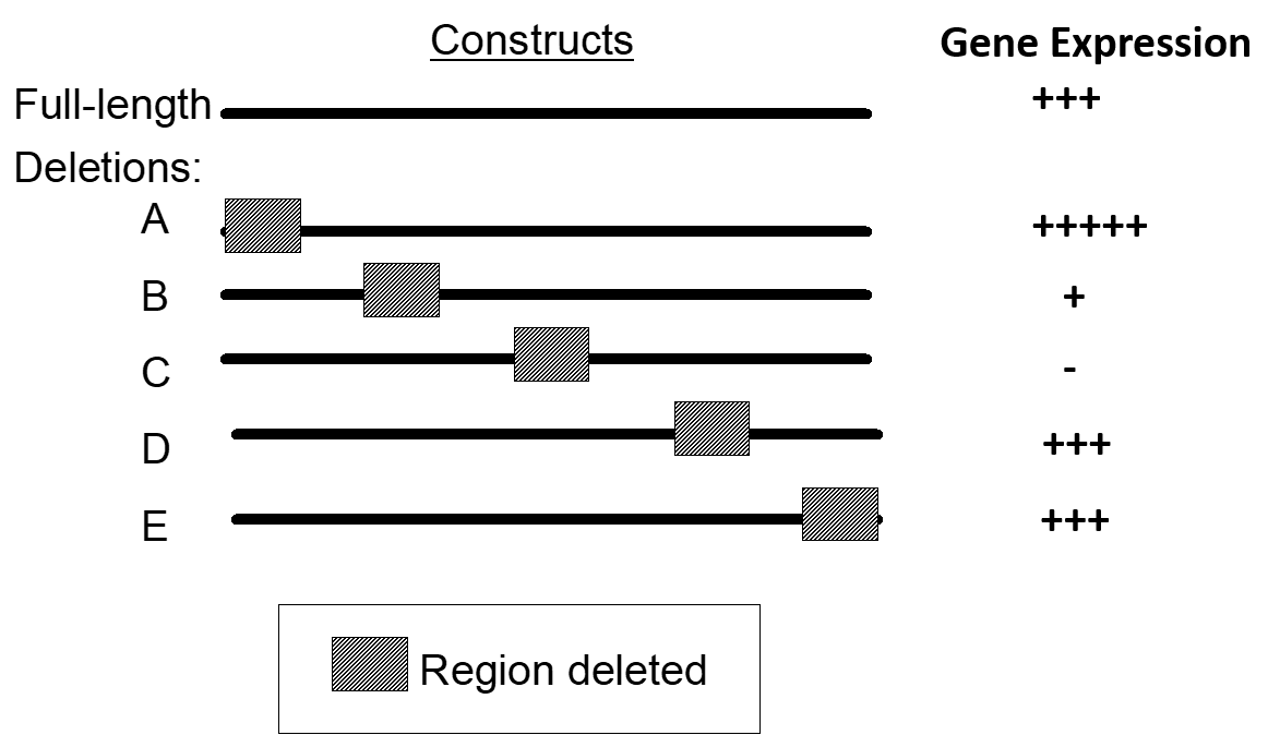 Solved You are interested in determining the mechanism by | Chegg.com