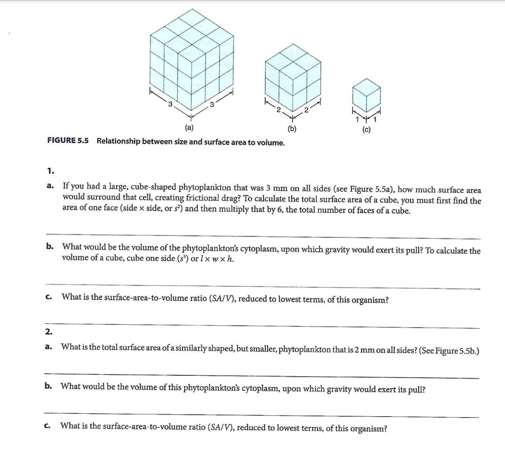Solved (a) FIGURE 5.5 Relationship between size and surface | Chegg.com