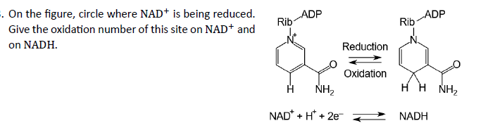 Solved On the figure, circle where NAD+is being reduced.Give | Chegg.com